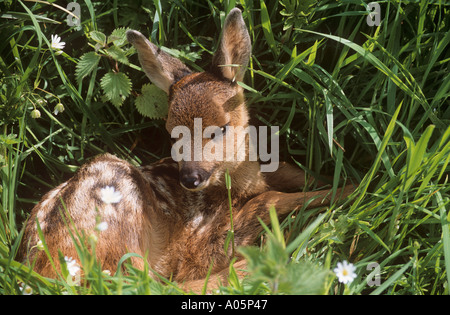 Reh Kind schlafen im Rasen Stockfotografie - Alamy
