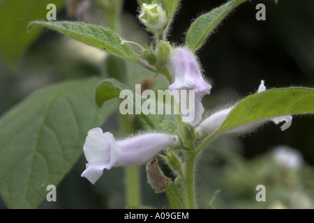 Sesam (Sesamum Indicum) Blume Stockfotografie - Alamy