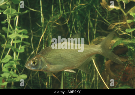 Karpfen Sie Brassen (Abramis Brama) in einem Aquarium in der Mueritzeum ...