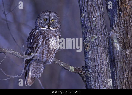 Große graue Eulen, thront auf dem Nest mit Eulen, Finnland, Europa Lappland Eulen (Strix ...