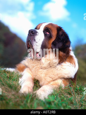 St. Bernard Dog / Bernhardiner Stockfoto, Bild: 11391760 - Alamy