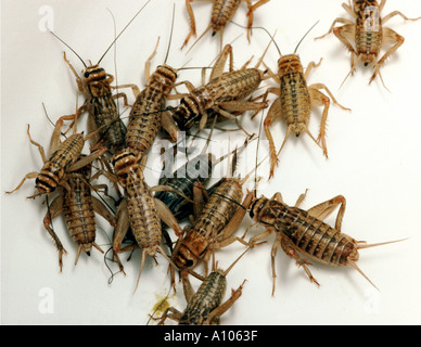 Viele Grillen in ein Insekt Farm in Vietnam Stockfoto, Bild: 224584874 ...