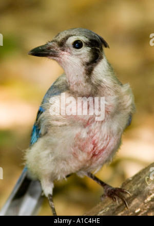 Blue Jay - Cyanocitta Cristata - Juvenile Stockfotografie - Alamy