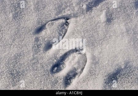 Reh - Spur im Schnee Stockfotografie - Alamy