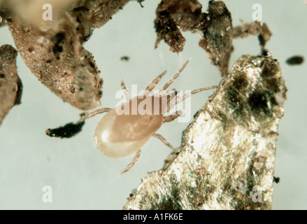 Raubmilbe Hypoaspis miles Stockfotografie - Alamy