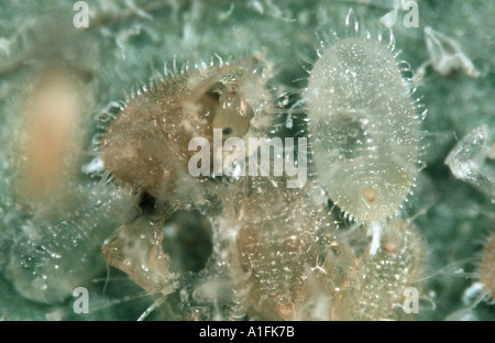 Ein parasitoiden Wespen Eretmocerus Californicus Mottenschildläuse ...