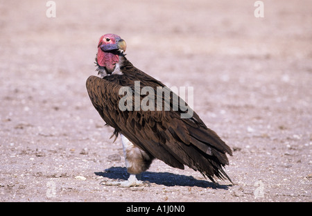 Lappetfaced Geier (Torgos Tracheliotus), Etosha Nationalpark, Namibia ...