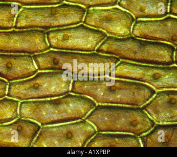 ZWIEBEL-HAUTZELLEN (EPIDERMISZELLEN) / ZEIGT ZELLSTRUKTUR UND KERN ...