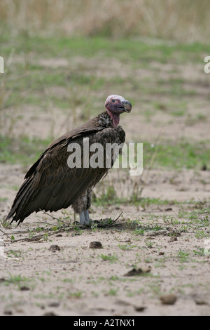 Aasgeier (Torgos tracheliotus), Erwachsener, der neben Aas, Chobe N. P ...
