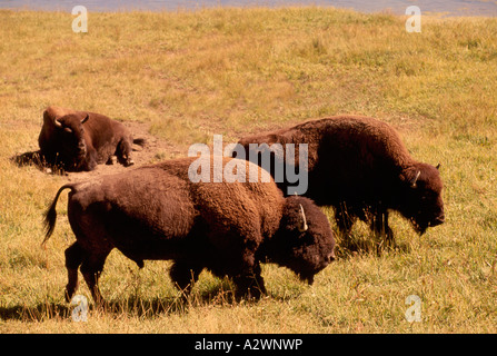 Herde der amerikanische Bison oder Büffel, in der Prärie in die Platte ...
