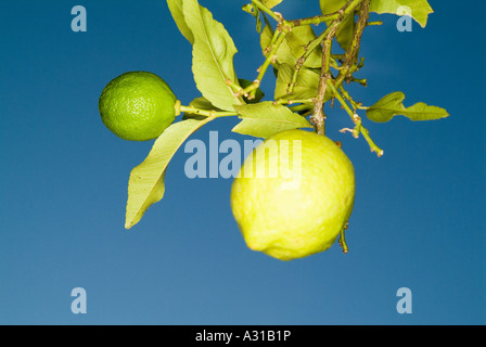 Zitronenbaum, Detail, Obst-Plantage, Anlage, Pflanze, Baum ...
