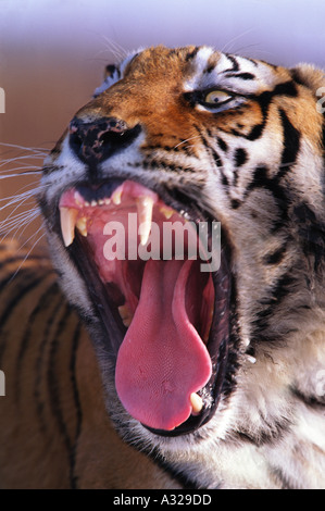 Der brüllende Tiger mit offenem Mund und Zähnen, der weiße Tiger oder ...