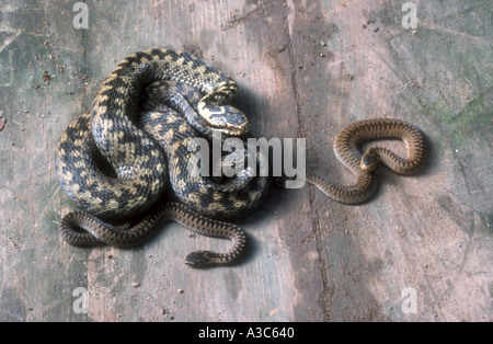 Junge Kreuzotter, Vipera berus Stockfotografie - Alamy