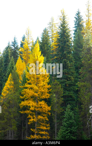 Lärche (Larix) Baumstamm Querschnitt: Baum-Ringe Stockfoto, Bild ...