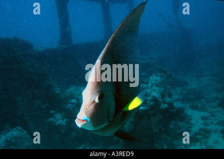 Grauen Kaiserfisch-Pomacanthus Arcuatus Rosalina Schiffbruch Abrolhos ...