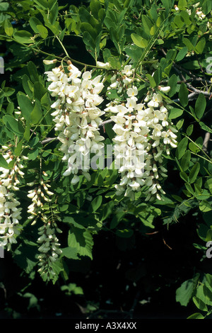 Weiße Blüten von Robinia pseudoacacia, eine blühende sommergrüne Baum ...