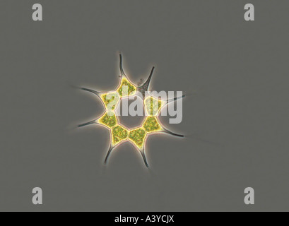 Pediastrum Simplex (Pediastrum simplex var. Duodenarium), mit dem ...
