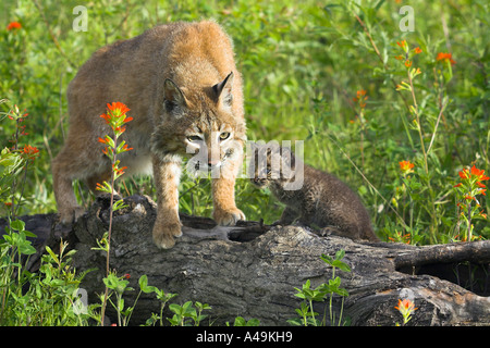 Rotluchs Lynx Rufus Rotluchs Lynx Rufus Weibchen mit Jungtier Stockfoto ...