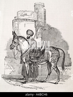 Maultier Pferd Esel Pflanzenfresser große große Wilde Herde Säugetier ...