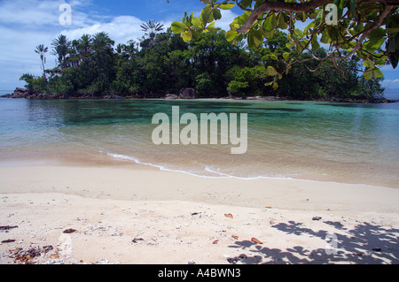 Insel mit Palmen Ravenala in Tampolo Marine Reserve Masoala National ...