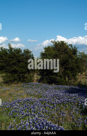 Bluebonnet Blumen in Texas Stockfotografie - Alamy