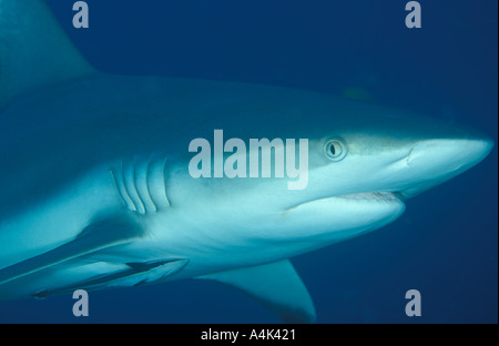 NAHAUFNAHME DER GRAUE RIFF-HAI-AUGEN Stockfotografie - Alamy