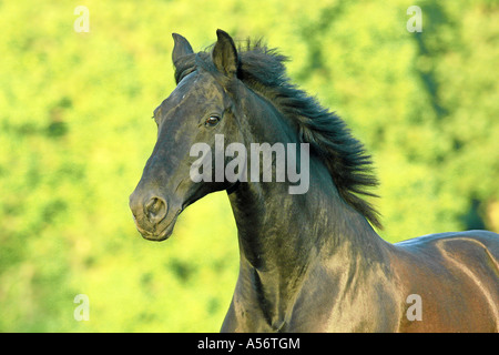 Oldenburger Warmblut Deutsch Oldenburg Warm blooded Pferd Rappe ...