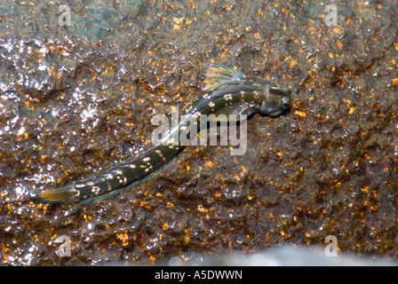SCHLAMMSPRINGER ein echter Fisch geht aus dem Wasser zu landen Mangrove ...