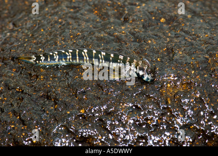 Schlammspringer Meer Fisch auf dem Wasser Wildlife wild Wildnis Insel ...