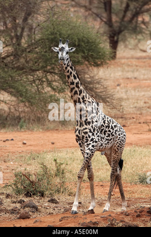 Fuss Der Giraffe
