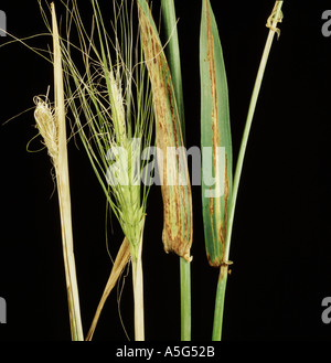 Gerstenblattstreifen (Pyrenophora graminea) charakteristische Symptome ...