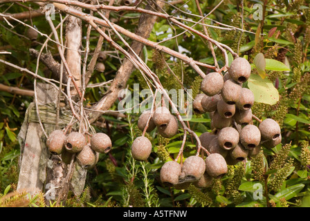 Fruchtkapseln oder Kaugummi Muttern der rot blühende Gum Tree oder ...