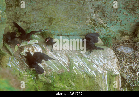 Junge Raben auf ein Nest Stockfoto, Bild: 121895526 - Alamy