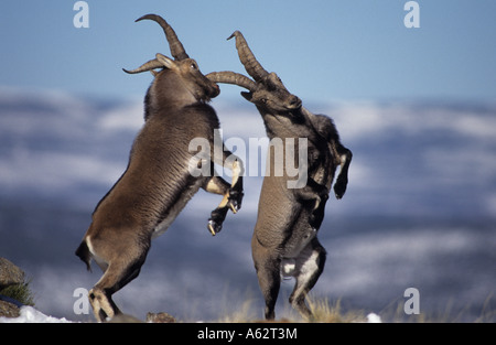 Spanische Steinböcke (Capra Pyrenaica) im Naturpark El Torcal ...
