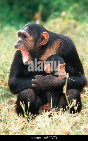 Schimpansen Pan Troglodytes Mutter Pflege ihr Baby Chimfunshi ...