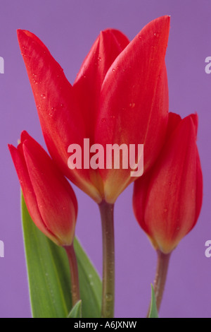 Tulipa Praestans "Fusilier" Tulpe Stockfotografie - Alamy