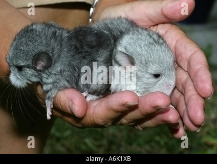 Langschwein-Chinchilla (Chinchilla lanigera), heimische Rasse ...