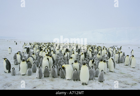 Kaiserpinguin (Aptenodytes Forsteri), Kolonie in einem Schneesturm ...
