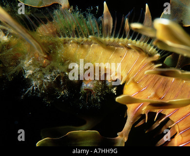 Eine männliche belaubte Fetzenfisch (Phycodurus Eques) schwimmt über ...