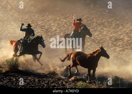 Cowboy auf Pferd versucht, lasso-eine running Bull Kalb bei einem Rodeo ...