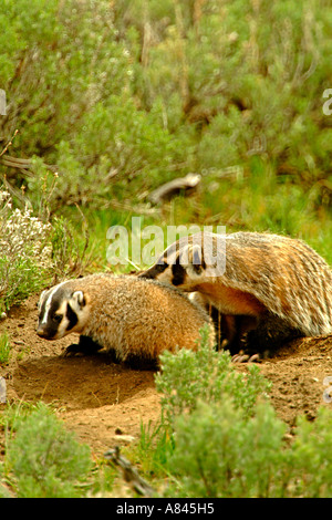 Mutter und Baby Dachs Stockfotografie - Alamy
