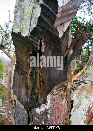 Afrikanische Ebenholz harte Holz Holz Baum Kenia in Ostafrika kenia ...