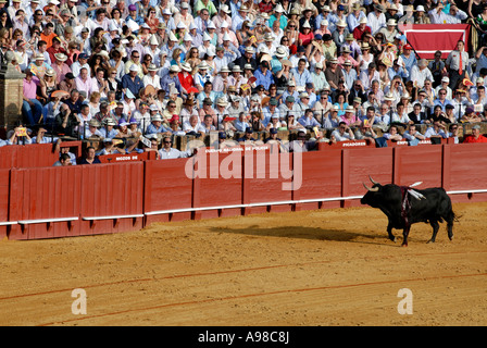 Ein Stier steht in Stierkampf-Arena beim Stierkampf in Portugal ...