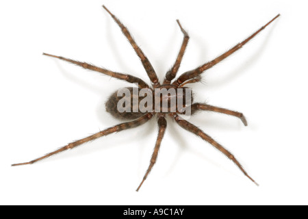 Eine weibliche Haus Spinne (Tegenaria atrica). Diese Spinne ist eine ...