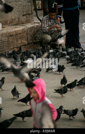 Tauben an der Neuen Moschee in Istanbul, Türkei Stockfotografie - Alamy