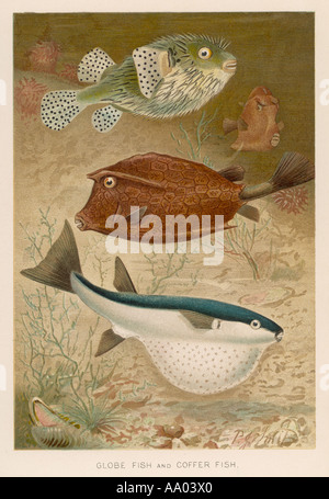 KUGEL UND SCHATZFISCH Stockfotografie - Alamy