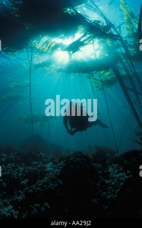 Tauchen durch Kelpwald in Kapstadt, Südafrika Stockfotografie - Alamy
