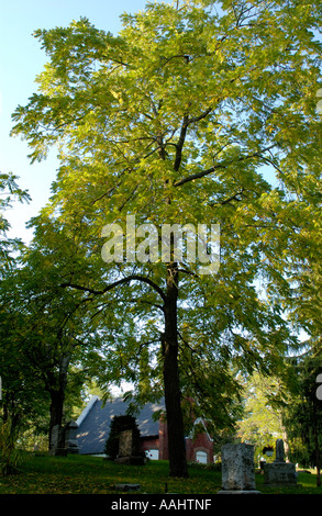 Esche Fraxinus Americana im Herbst Blätter Stockfotografie - Alamy