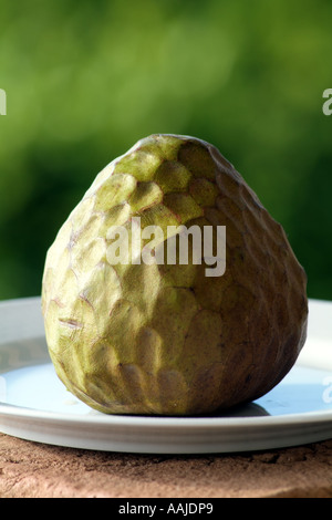 Den Pudding-Apfel (Annona Reticulata), in englischer Sprache als ...