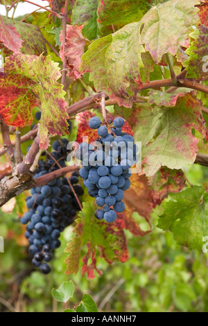 Rebe, Weinrebe (Vitis Vinifera), reifen Trauben am Rebstock ...